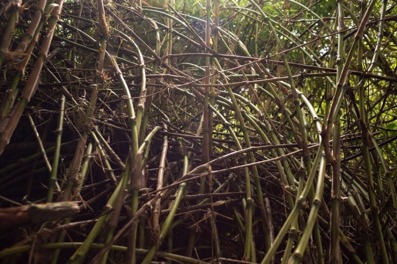 Taller de Cestería Tradicional Mapuche del Llepu con los Maestros Pablo ...
